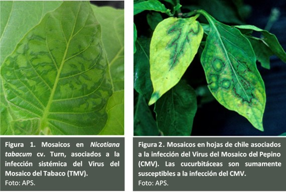 La Sintomatología de las Virosis | Intagri S.C.
