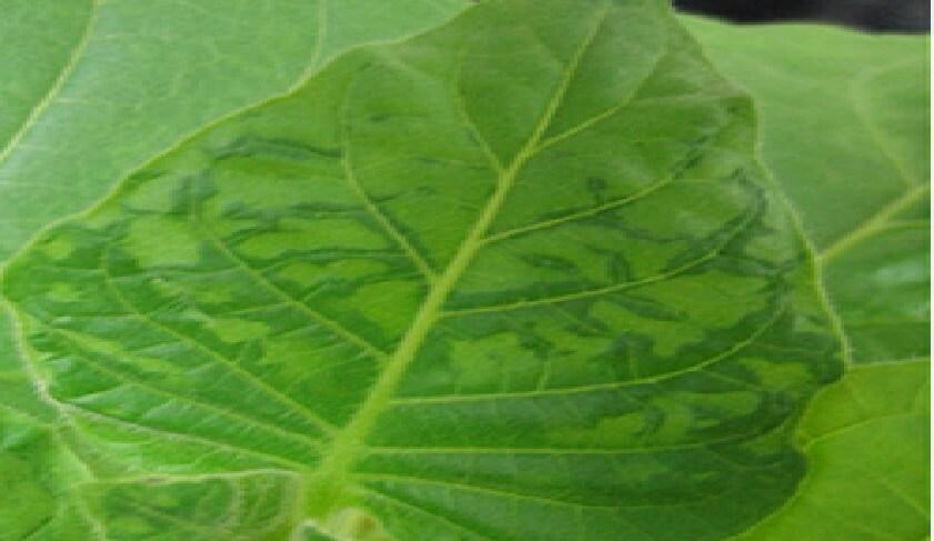 La Sintomatología de las Virosis | Intagri S.C.