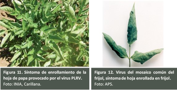 La Sintomatología de las Virosis | Intagri S.C.