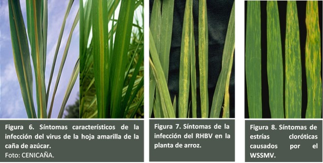 La Sintomatología de las Virosis | Intagri S.C.