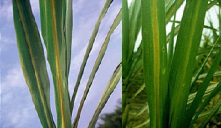 La Sintomatología de las Virosis | Intagri S.C.