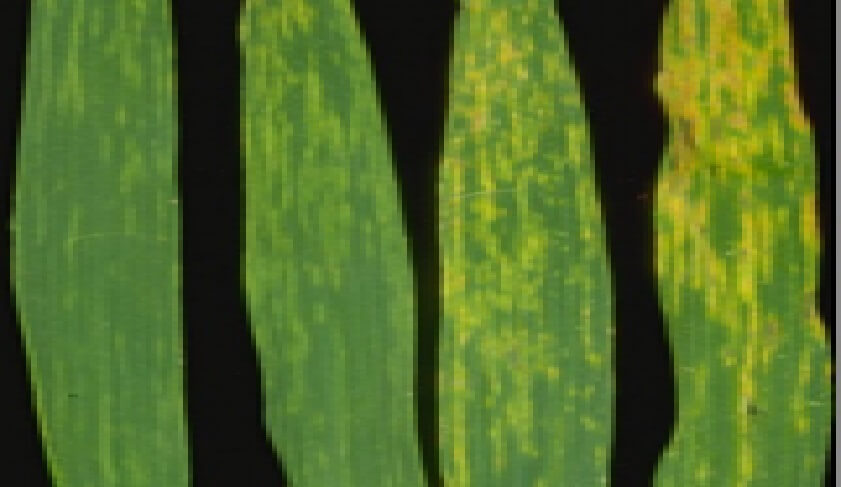 La Sintomatología de las Virosis | Intagri S.C.