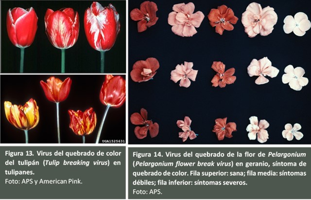La Sintomatología de las Virosis | Intagri S.C.
