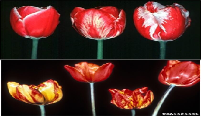 La Sintomatología de las Virosis | Intagri S.C.