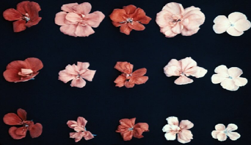 La Sintomatología de las Virosis | Intagri S.C.