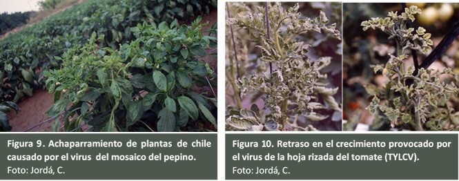 La Sintomatología de las Virosis | Intagri S.C.