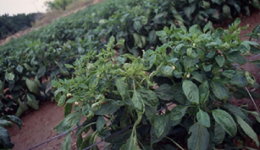 La Sintomatología de las Virosis | Intagri S.C.