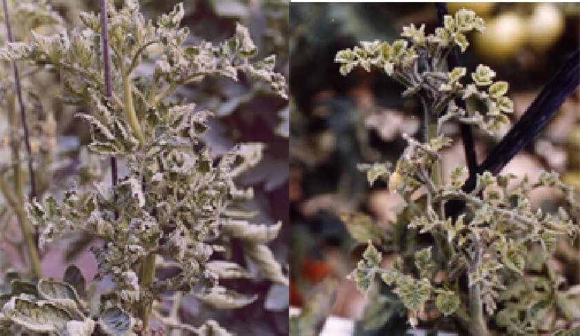 La Sintomatología de las Virosis | Intagri S.C.