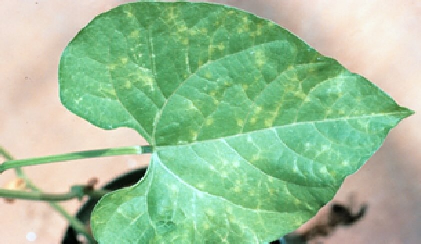 La Sintomatología de las Virosis | Intagri S.C.