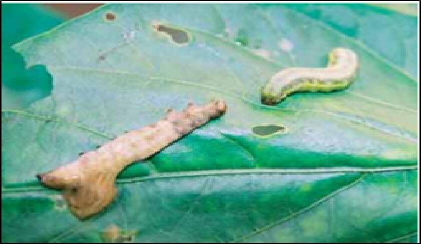 Los Entomopatógenos, Control Biológico de Plagas | Intagri S.C.