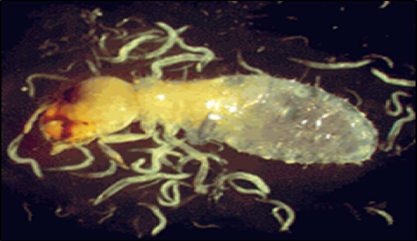 Los Entomopatógenos, Control Biológico de Plagas | Intagri S.C.