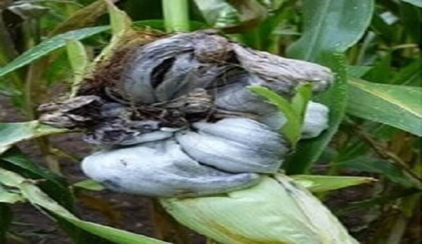El Huitlacoche en el Maíz: Organismo Patógeno o Benéfico | Intagri S.C.
