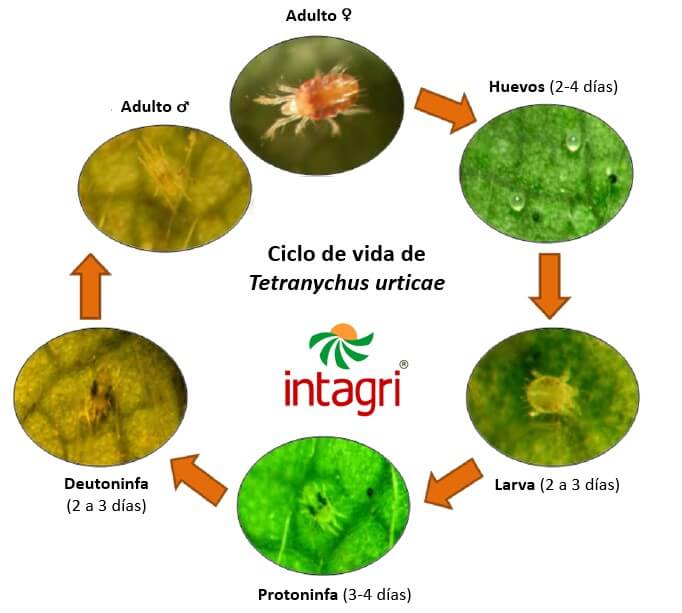 Manejo Integrado de Araña Roja en Hortalizas Bajo Invernadero | Intagri ...