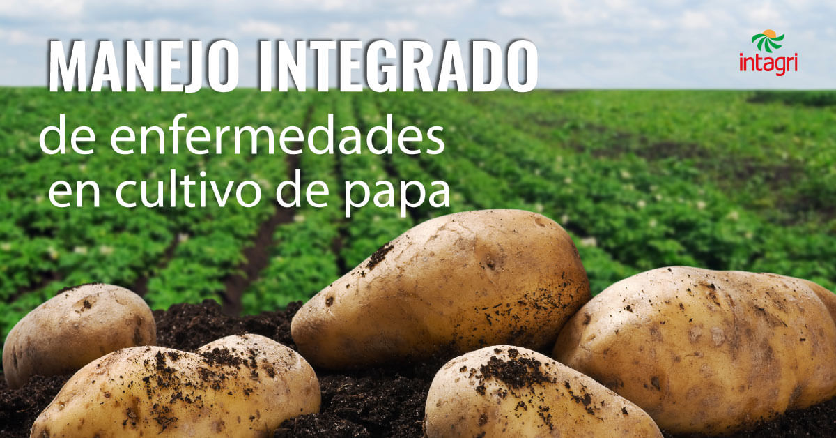 Manejo Integrado de Enfermedades en Cultivo de Papa | Intagri S.C.