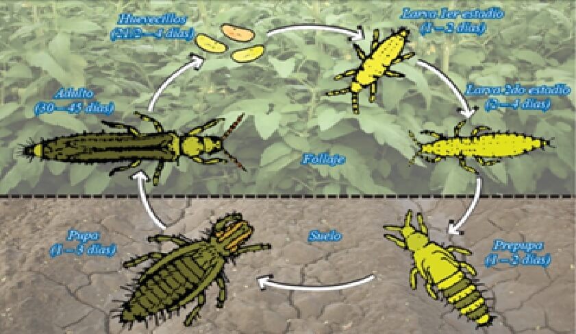 Manejo de Trips en el Cultivo de Aguacate | Intagri S.C.