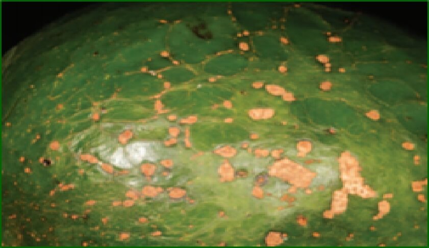 Manejo de Trips en el Cultivo de Aguacate | Intagri S.C.