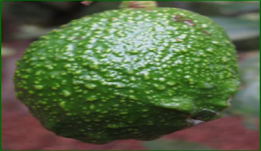 Manejo de Trips en el Cultivo de Aguacate | Intagri S.C.