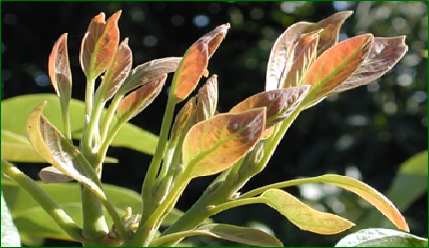 Manejo de Trips en el Cultivo de Aguacate | Intagri S.C.