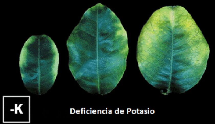 El Potasio y la Calidad en Cítricos | Intagri S.C. El Potasio y la Calidad en Cítricos | Intagri S.C.