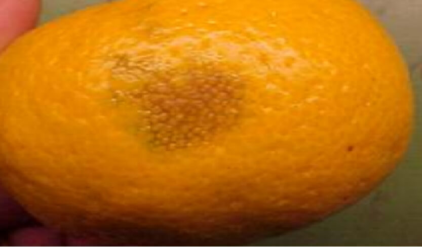 Fisiopatías en el Cultivo de Cítricos | Intagri S.C.