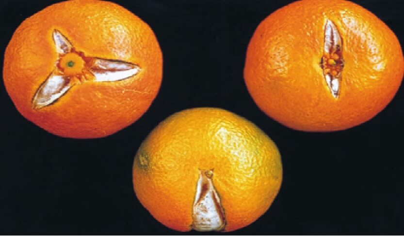 Fisiopatías en el Cultivo de Cítricos | Intagri S.C.