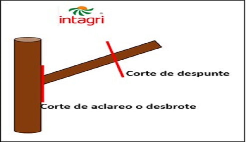 Podas en los Cultivos de Cítricos | Intagri S.C.