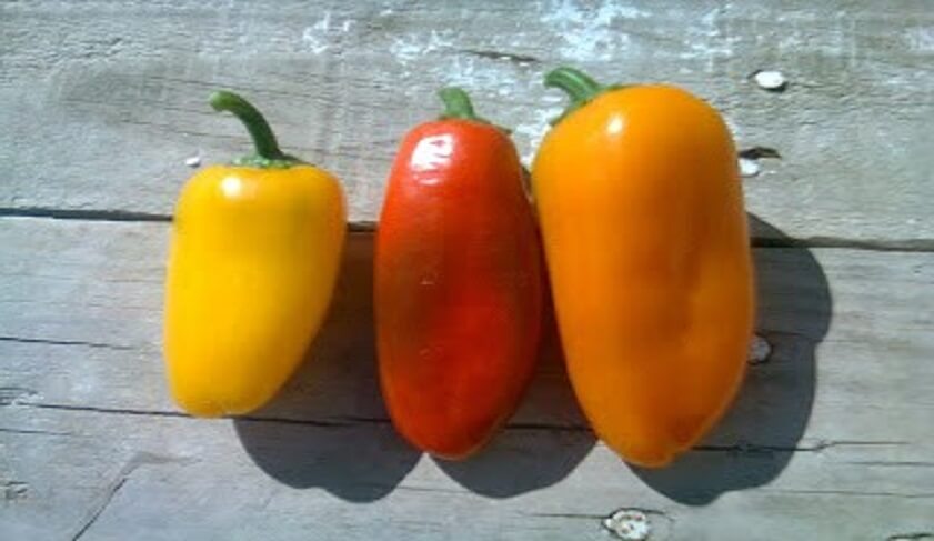 Producción de Pimientos Mini, una Nueva Alternativa de Negocio ...