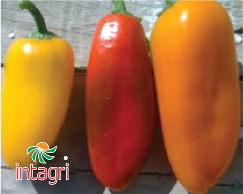 Producción de Pimientos Mini, una Nueva Alternativa de Negocio ...