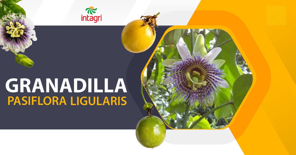 Granadilla Pasiflora ligularis | Intagri S.C.