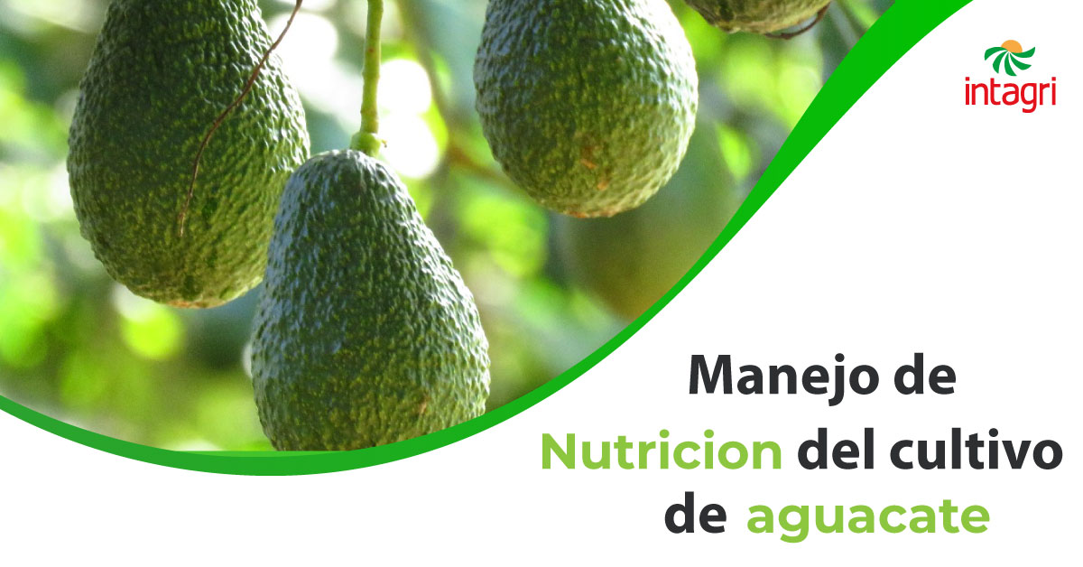 Manejo de la Nutrición del Cultivo de Aguacate | Intagri S.C.