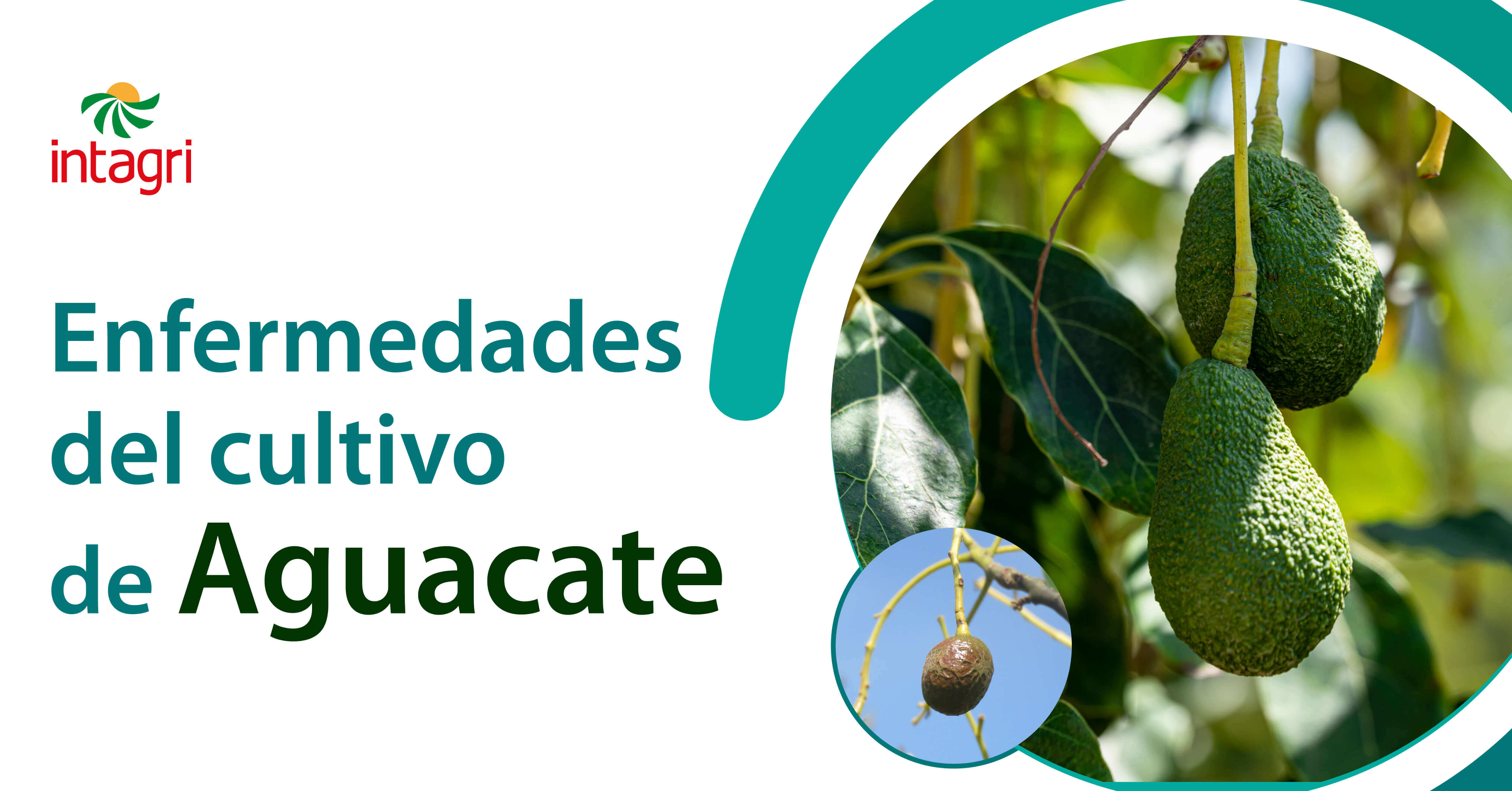 Enfermedades del Cultivo de Aguacate | Intagri S.C.