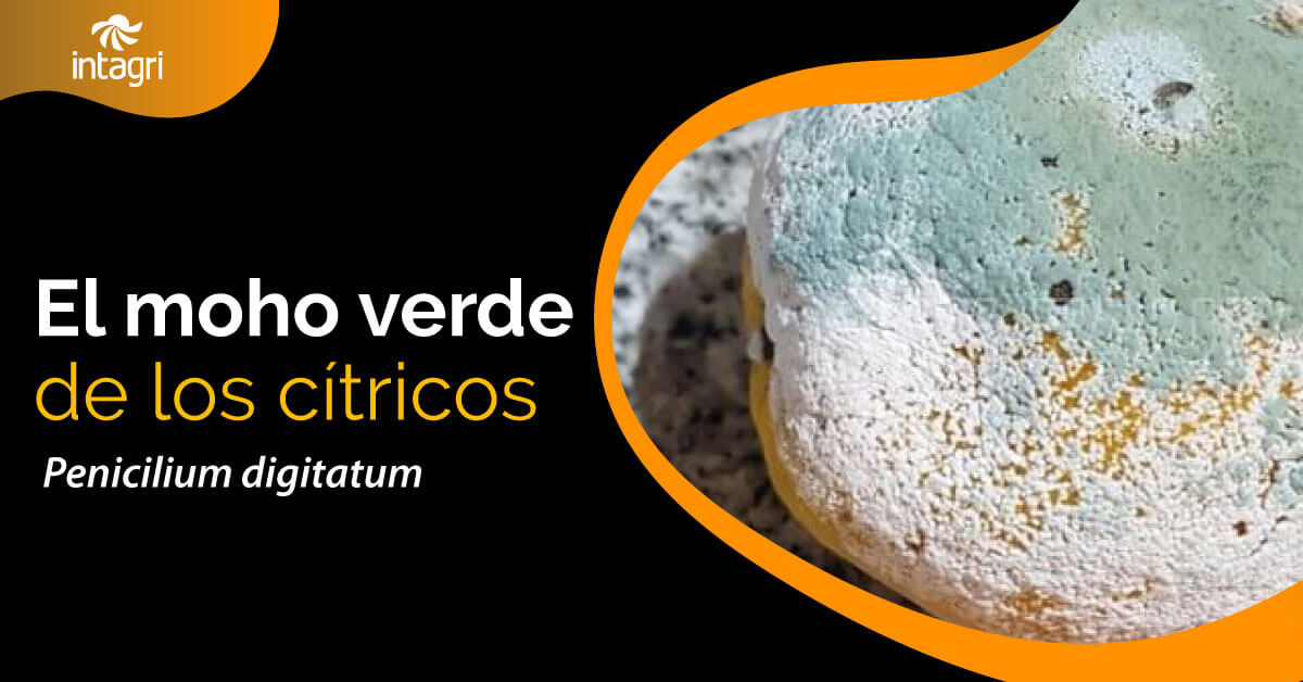El Moho Verde de los Cítricos (Penicilium digitatum) | Intagri S.C.