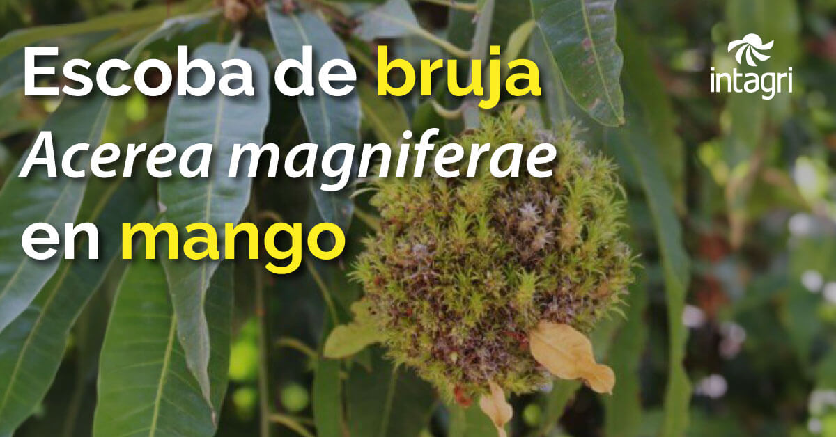 Escoba de Bruja (Acerea magniferae) en Mango | Intagri S.C.