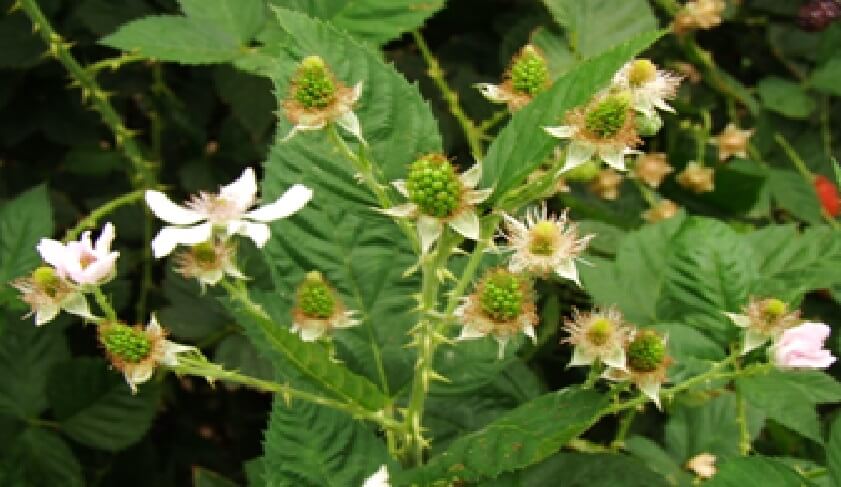 Manejo y Producción Forzada del Cultivo de Zarzamora | Intagri S.C.