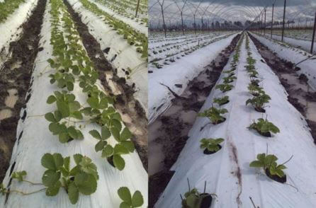 Plántulas de Fresa… ¿Cepellón o Raíz Desnuda? | Intagri S.C.