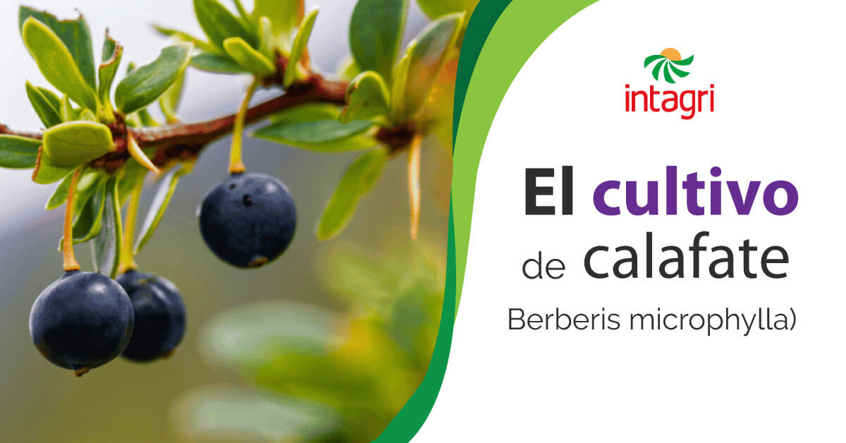 El Cultivo de Calafate (Berberis microphylla) | Intagri S.C.