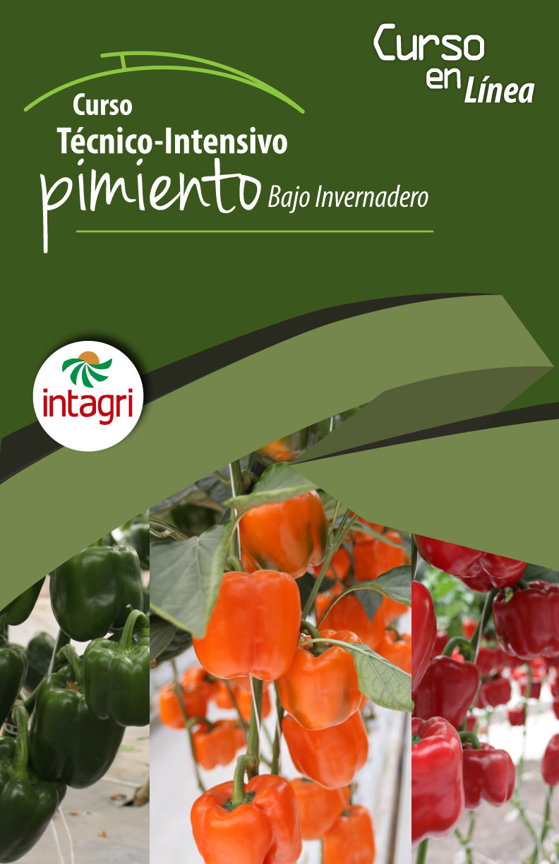 Seminario virtual: Cultivo de pimiento en invernadero - Inicio | Intagri S.C.