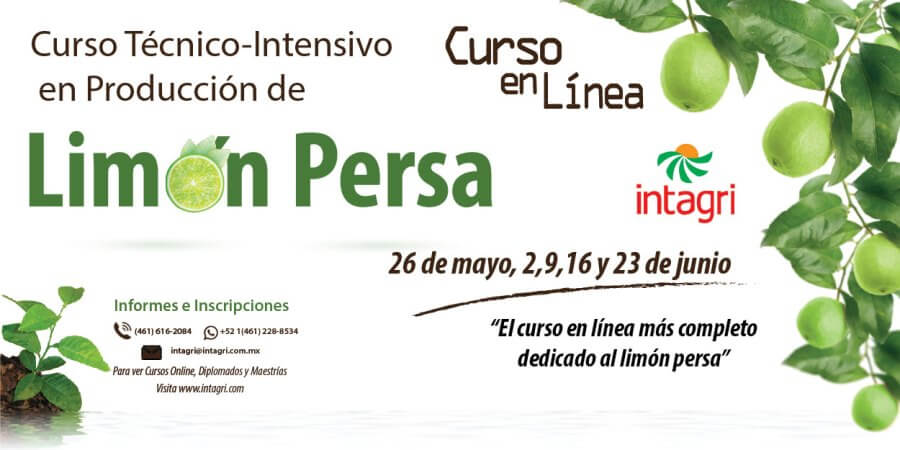 La Poda en el Cultivo de Aguacate | Intagri S.C.