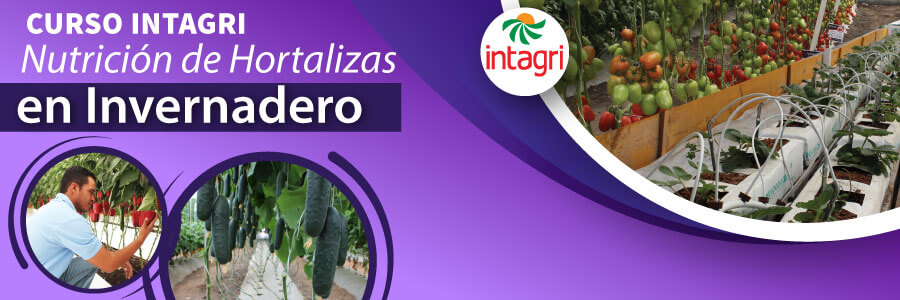 Curso Virtual: Nutrición de hortalizas en invernadero - Información | Intagri S.C.