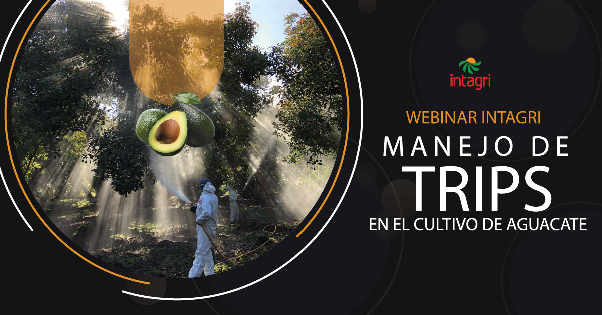 Webinar Virtual Manejo de Trips en el Cultivo de Aguacate - Información | Intagri S.C.