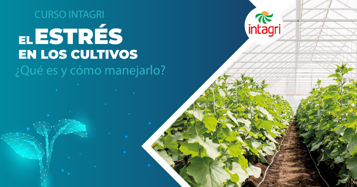 Curso Intagri Virtual El estrés en los cultivos: ¿Qué es y cómo ... Curso Intagri Virtual El estrés en los cultivos: ¿Qué es y cómo ...