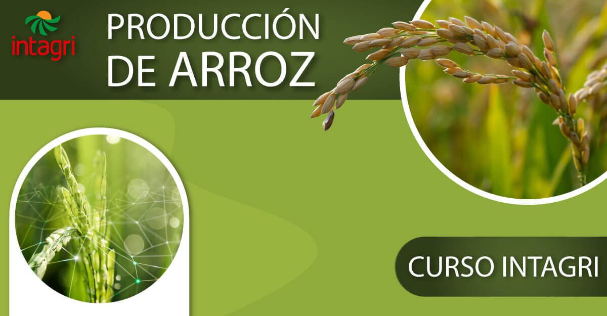 Curso Virtual Intagri Producción de Arroz - Información | Intagri S.C.