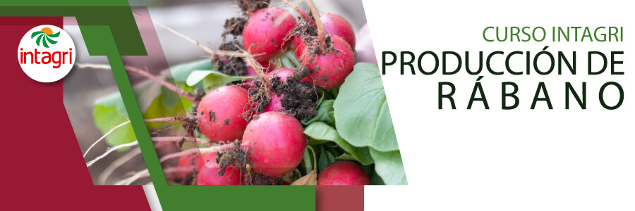 Curso Virtual Intagri Producción de Rabano (Raphanus sativus) - Información | Intagri S.C.