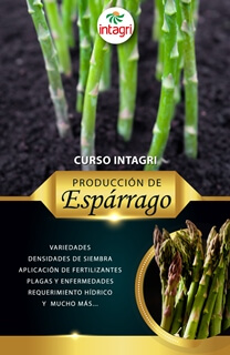 Curso Virtual Intagri Producción de Espárrago - Información | Intagri S.C.