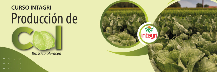 Curso Virtual Intagri Producción de Col (Brassica oleracea ... Curso Virtual Intagri Producción de Col (Brassica oleracea ...