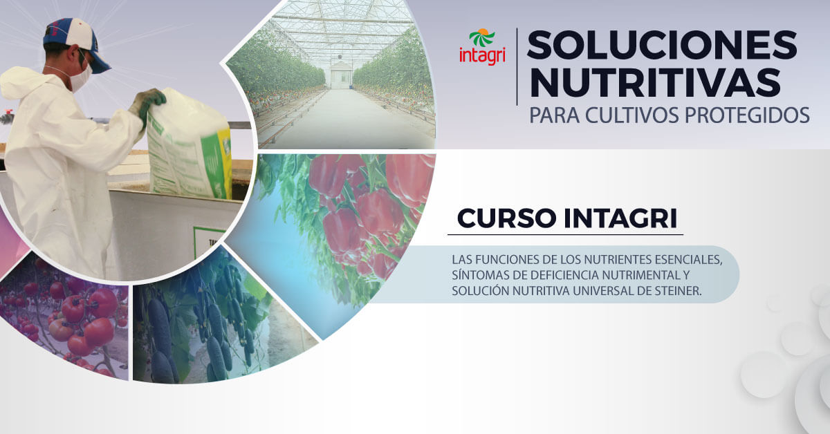 Curso Virtual de Soluciones Nutritivas para cultivos protegidos - Información | Intagri S.C.