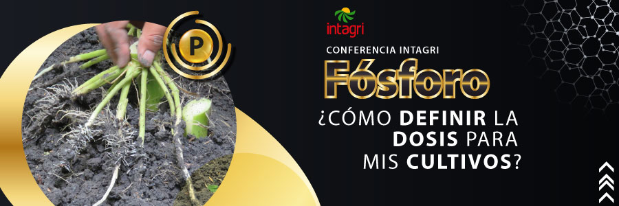 Curso Virtual Fósforo ¿Cómo definir la dosis para mis cultivos ... Curso Virtual Fósforo ¿Cómo definir la dosis para mis cultivos ...