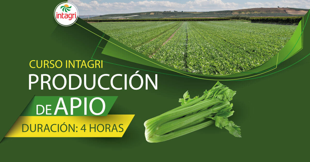 Curso Online Intagri sobre Producción de Apio - Sesiones de Pruebas ...