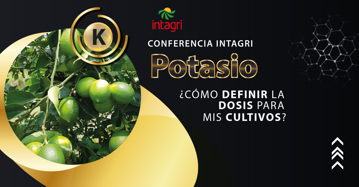 Curso Virtual Intagri: Potasio ¿Cómo definir la dosis para mis cultivos ... Curso Virtual Intagri: Potasio ¿Cómo definir la dosis para mis cultivos ...