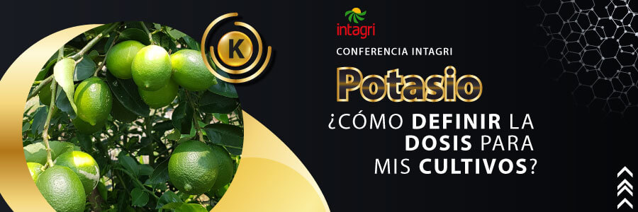 Curso Virtual Intagri: Potasio ¿Cómo definir la dosis para mis cultivos ... Curso Virtual Intagri: Potasio ¿Cómo definir la dosis para mis cultivos ...
